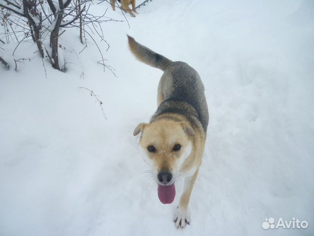 Собака Лайза в добрые руки