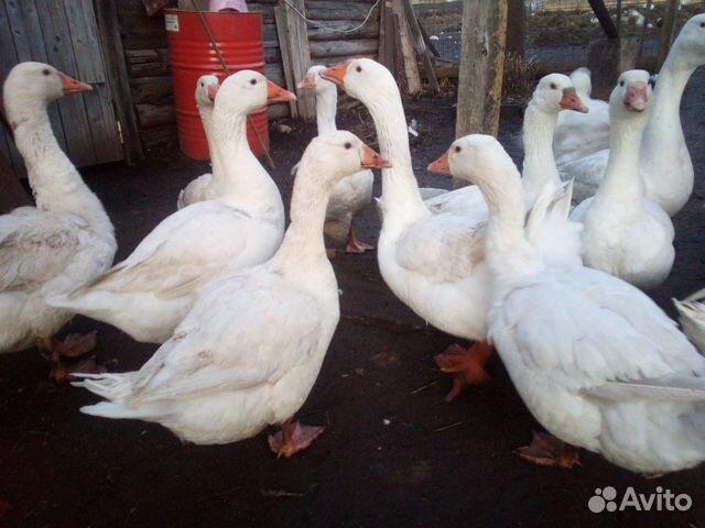 Бройлеры. Гуси. Утки