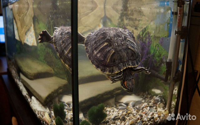 Аквариум 150 литров