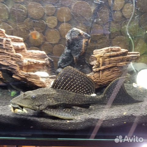Рыба сомик обмен