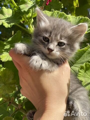 Котята в дар (только добрые руки)