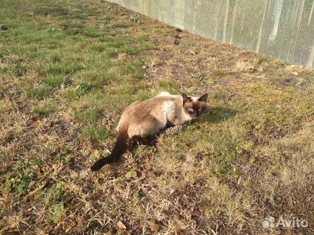 Найден Сиамский кот или кошка