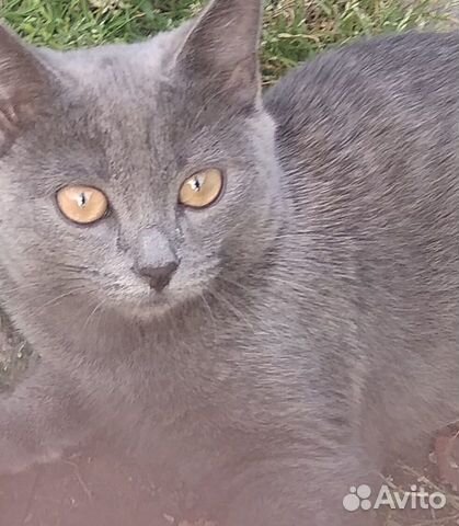 Котенок от шотладской кошки 4,5 мес