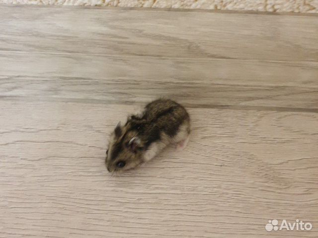Джунгарский хомяк