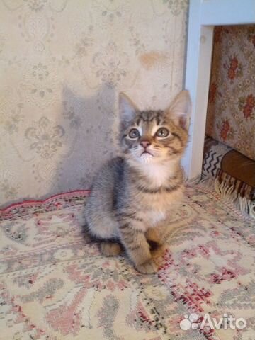 Котики полосатики 2 мес