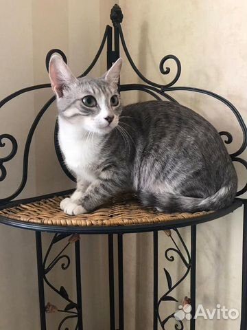 Котенок Люсси 3,5мес