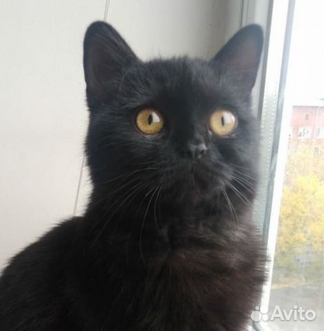Кошка симпатюля