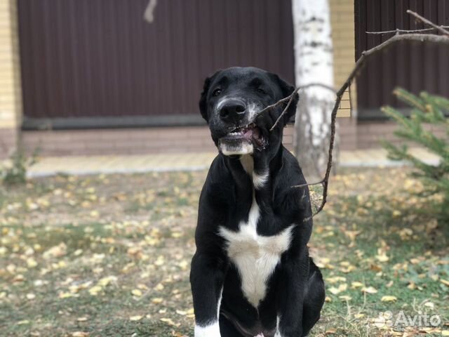 Щенок сао