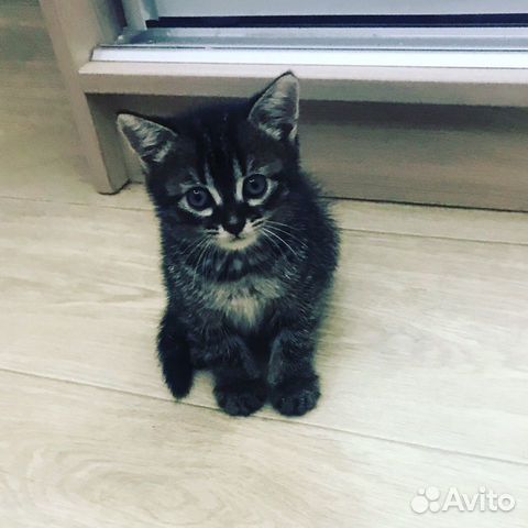 Кошка