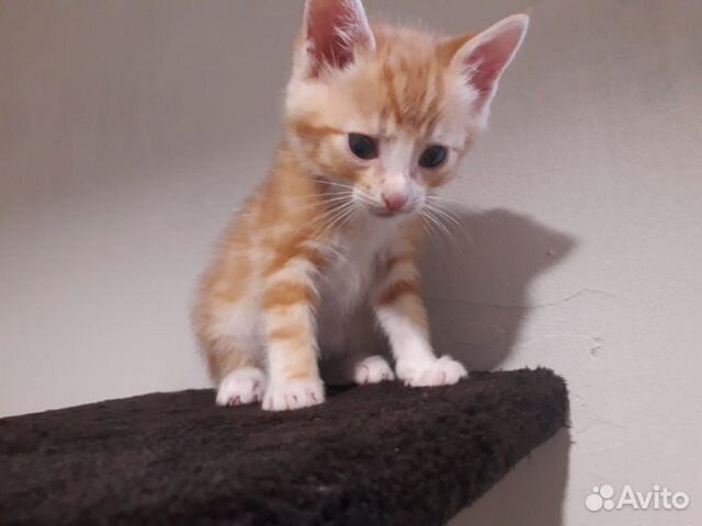 Котёнок Лаки в дар