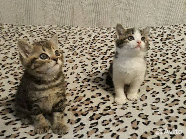 Котята