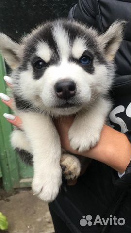 Сибирский хаски