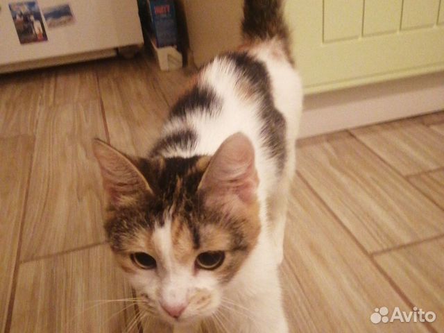 Трёхцветная киска на удачу