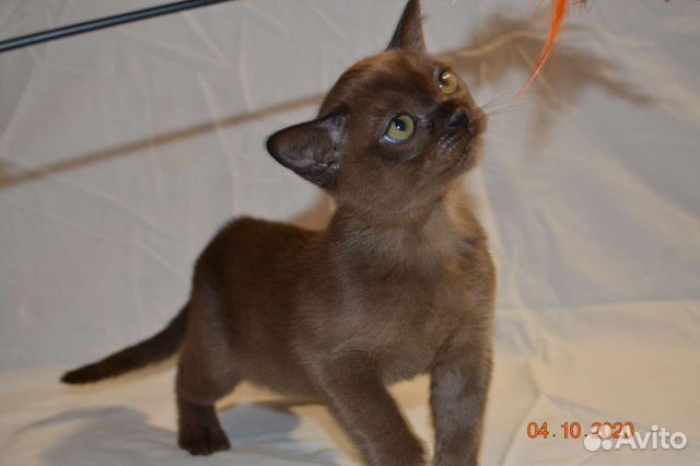 Шикарный бурманский мальчик