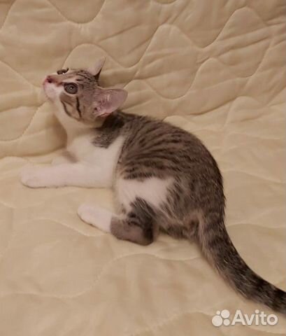 Кошка
