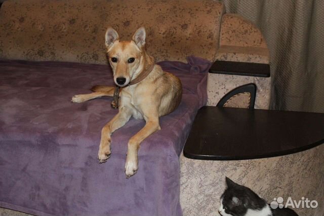 Собака в добрые руки