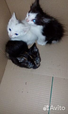 Отдам котят,жизненно нужен дом