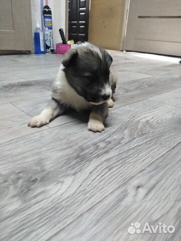 Шенки лайки бесплатно