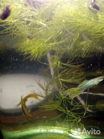Подросшие мальки гуппи