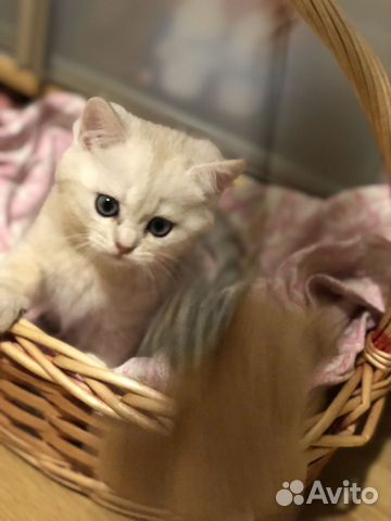 Британец с восточным взглядом