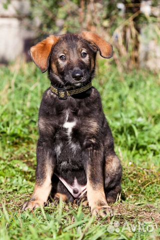 Щенок Богдан на охрану и для души