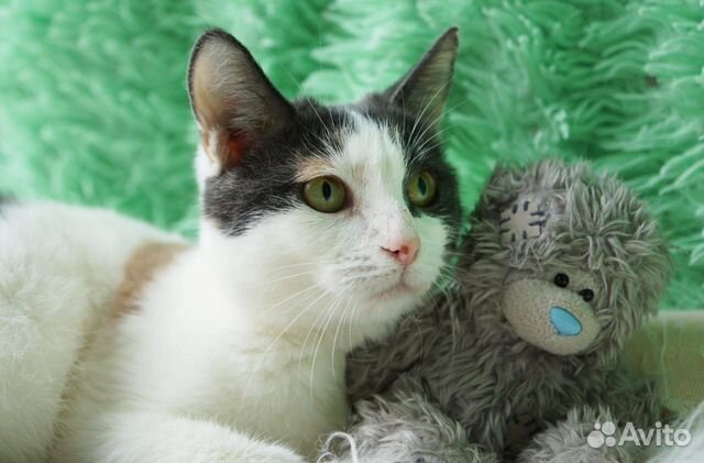 Кошечка Мия, 2 года