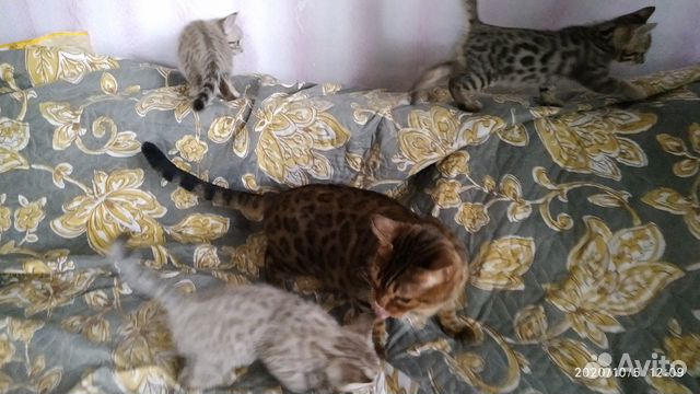 Бенгальские котята