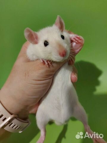 Крыса Крысенок Мальчик Гималаец