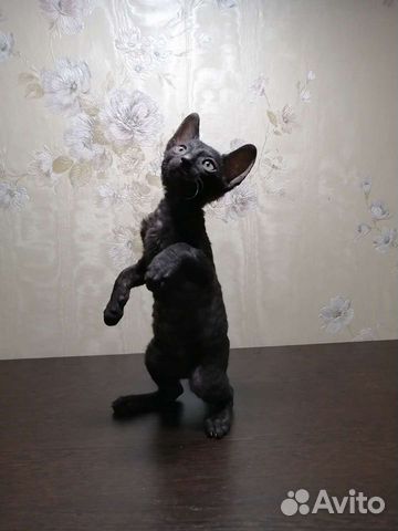Кошка девочка корниш рекс