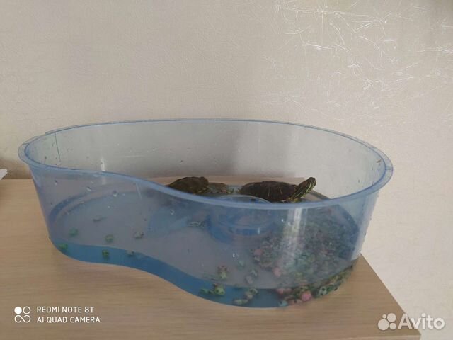 Черепахи с аквариумом