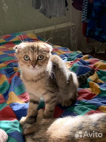 Малышка вислоухая 3 месяца