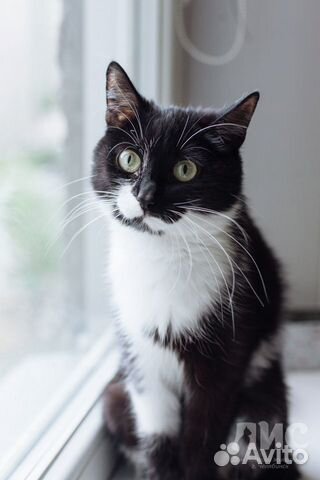 Кошка Шанель