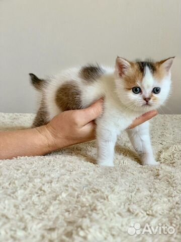 Шотландский котенок арлекин