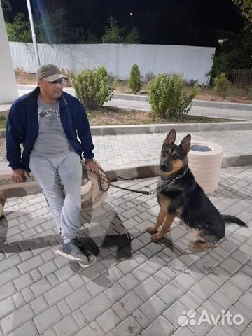 Немецкая овчарка