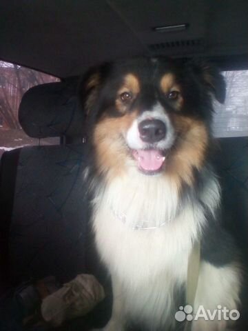 Вязка аусси