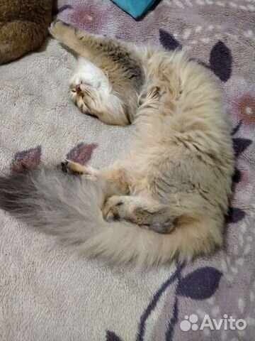 Малец шотландский