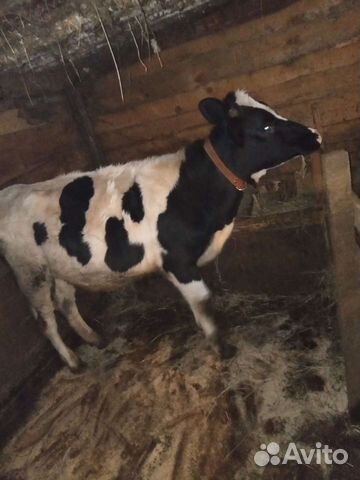 Продаю двух тёлок