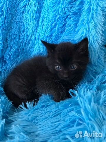 Черные чернушки (котята) в добрые руки
