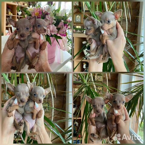 Продажа мини той терьер