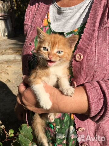 Маленький рыжий котёнок ищет дом
