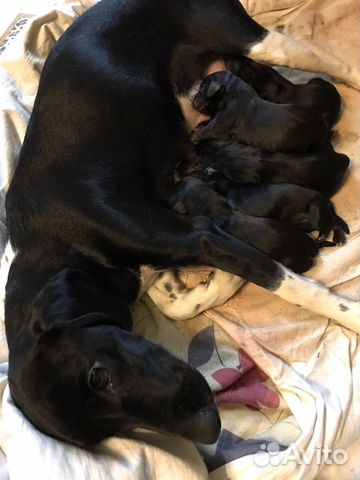 В хорошие добрые руки