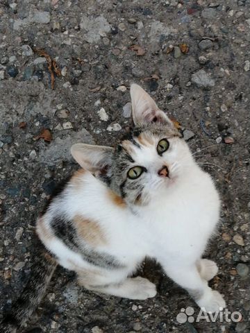 Замурчательная кошечка