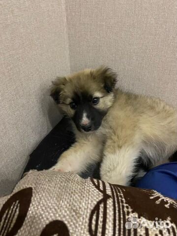 Отдам щенка 2 месяца двор