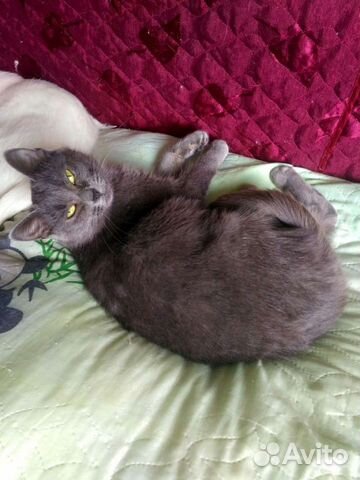 Кошка Роза, 2 года