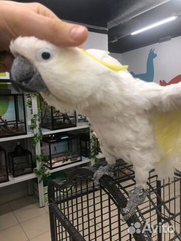 Попугай какаду