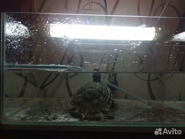 Отдам черепаху вместе с аквариумом
