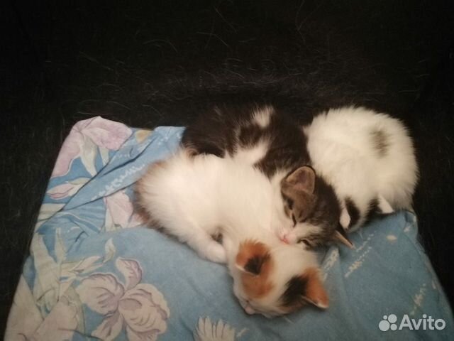 Котята породы турецкий ван