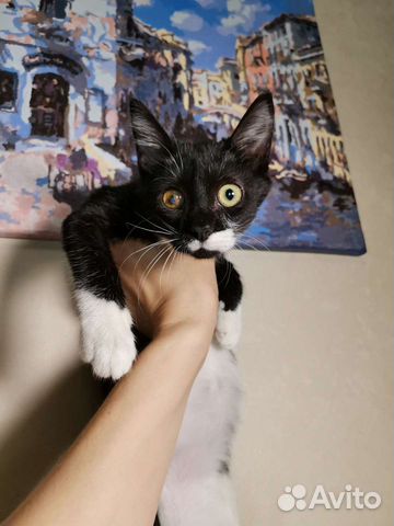 Котёнок Йоко