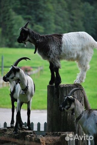 Козёл для вязки, вязка коз