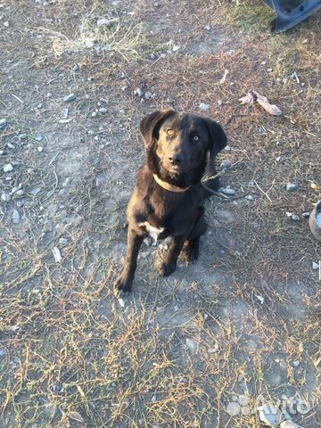 Собака бесплатно